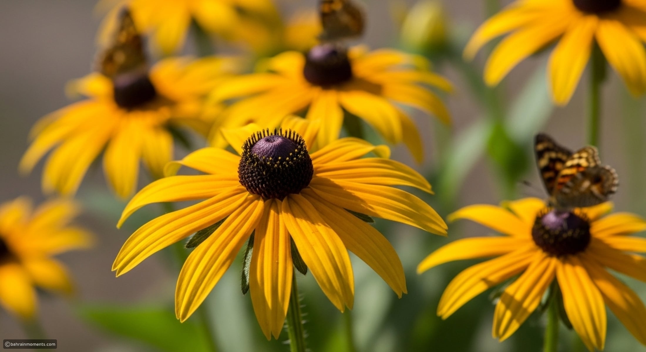 Turn your garden into a butterfly oasis with these plants