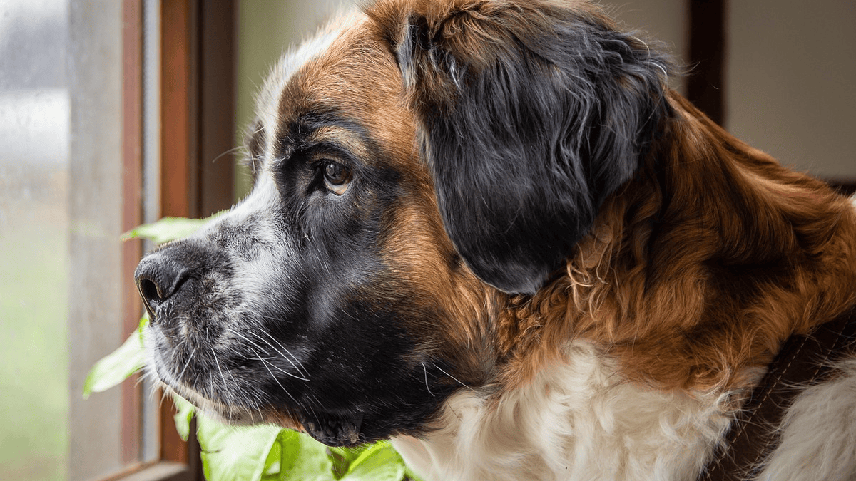 Why does your dog stare into space (and what could it mean)?