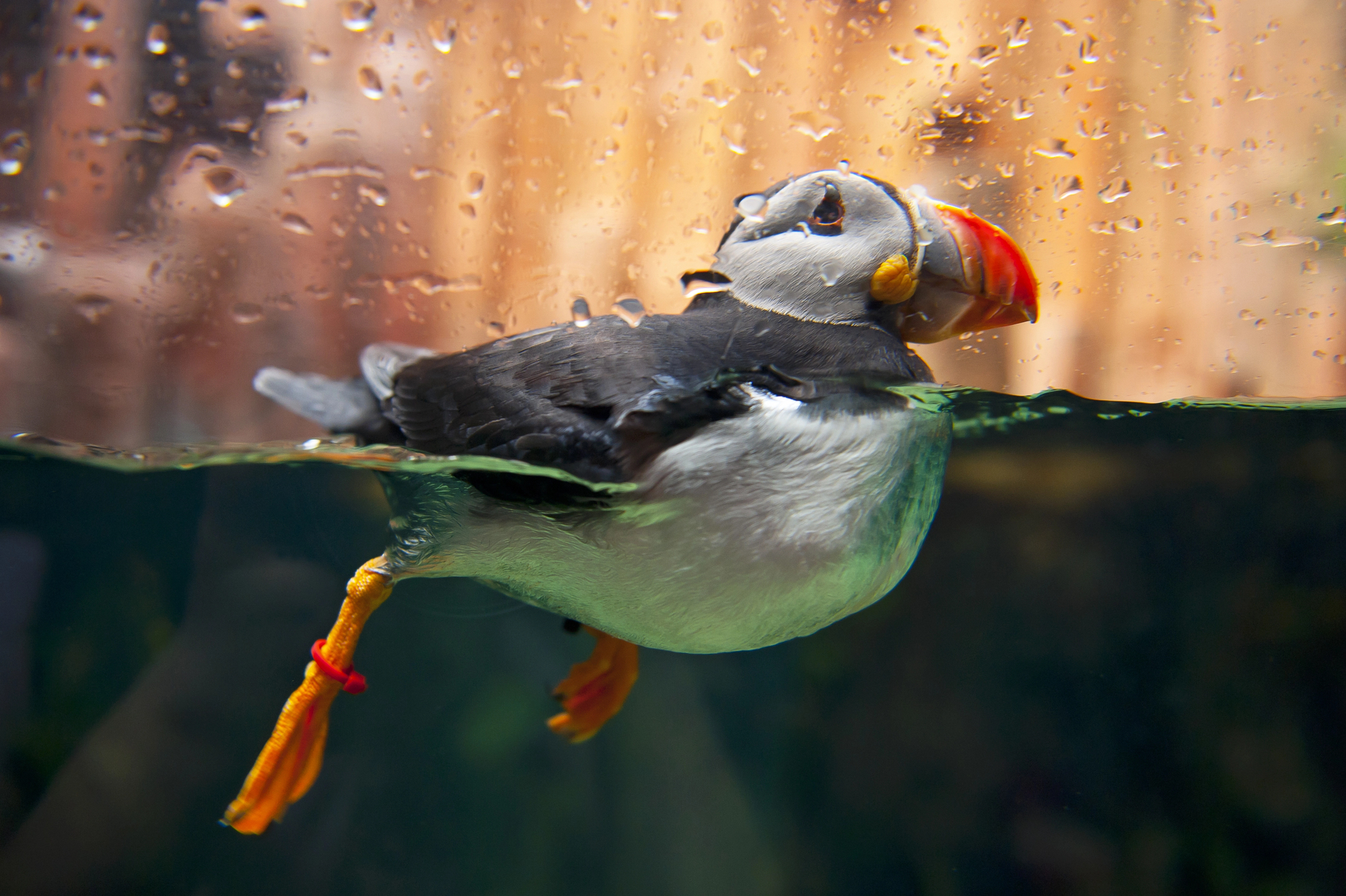 15 facts about puffins and their habitats