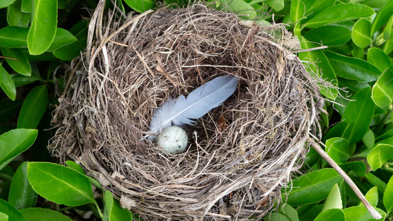 What to do if you find an abandoned bird's nest in your yard