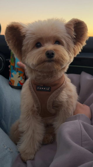This cute puppy will melt your heart instantly