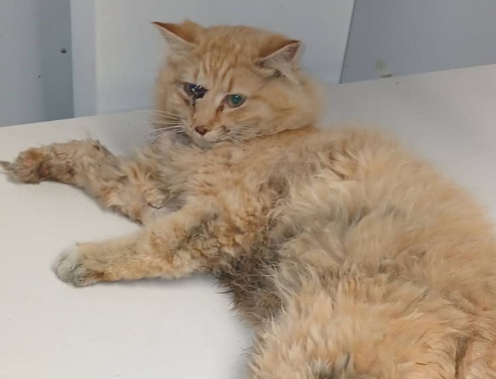 Severely injured cat rescued on LIRR tracks
