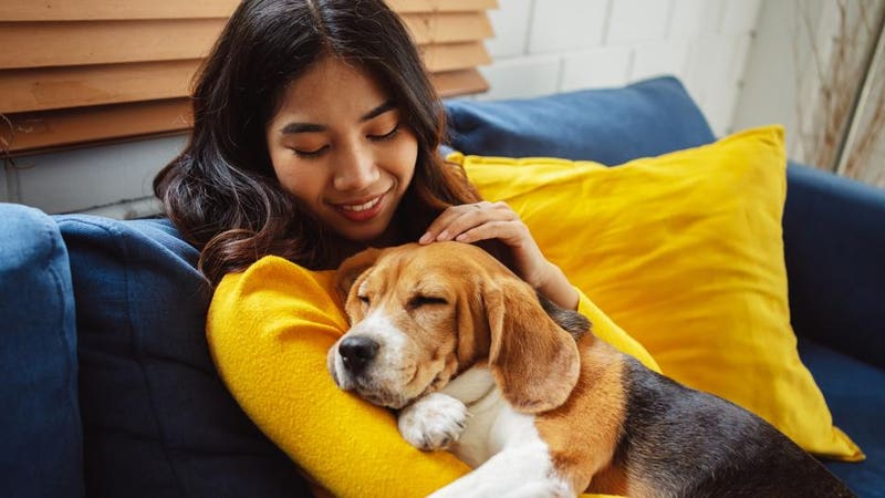 Pet ownership now costs up to $60,000—how insurance and telehealth are ...