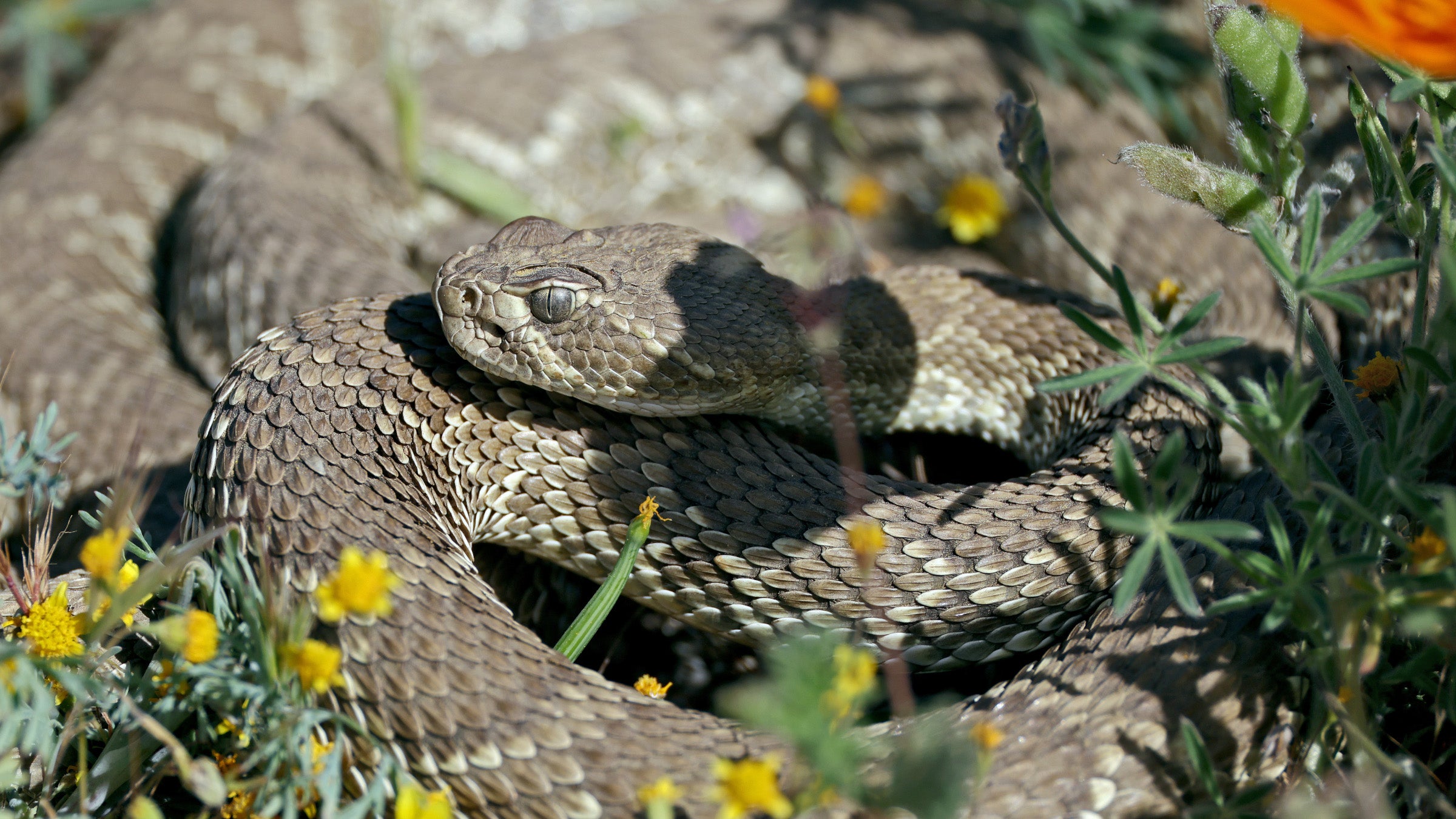 Why are rattlesnakes biting so many hikers this spring? Here's what a ...