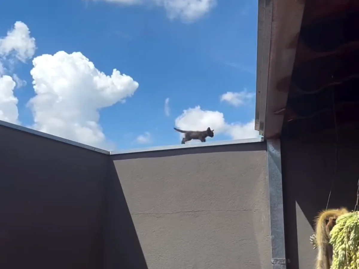 Filhote de gato usa calha como tobogã para descer de muro e cena fofa ...