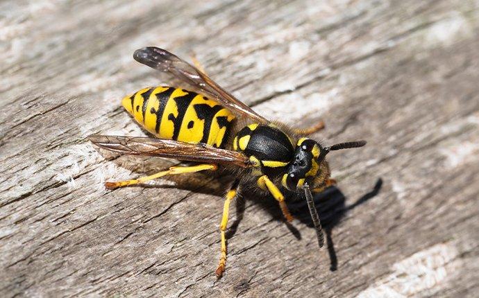The hidden costs of climate change for bees and wasps