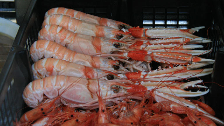 Painkillers blunt Norway lobster pain signals, fueling boiling debate