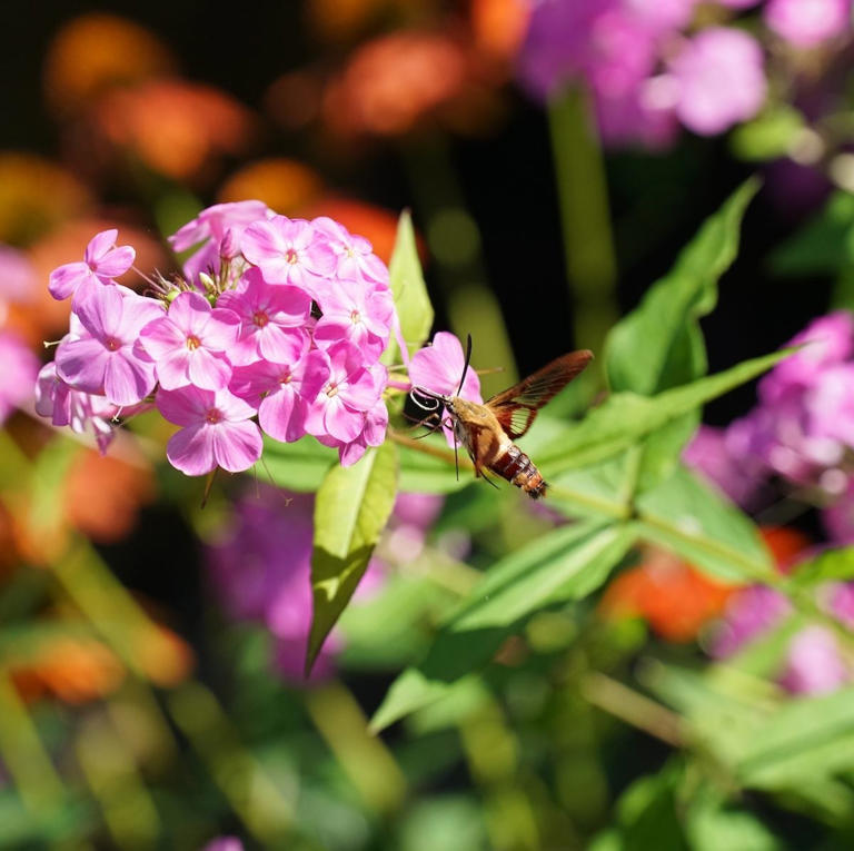 Find the perfect phlox flower for your garden