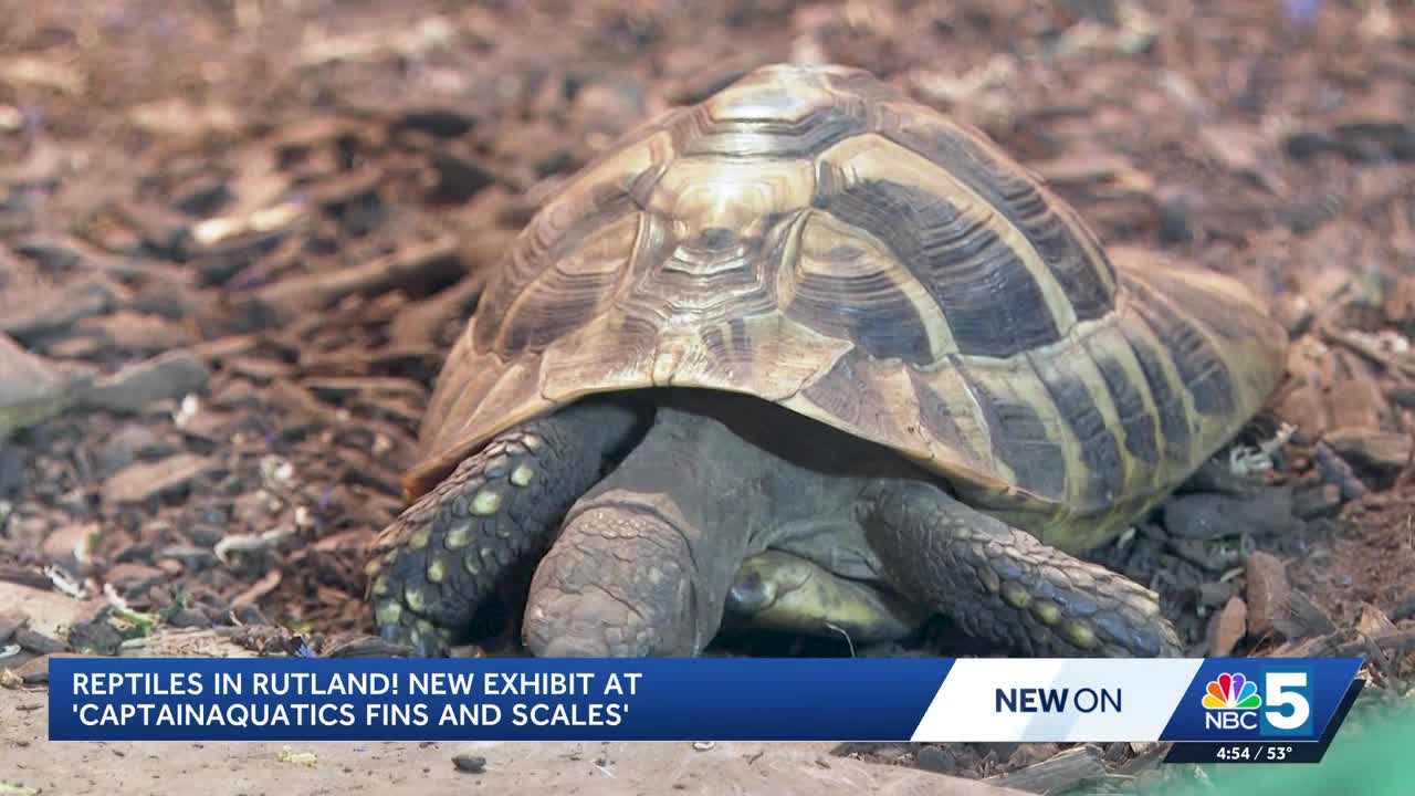 Rutland welcomes new, interactive reptile exhibit with almost 80 species