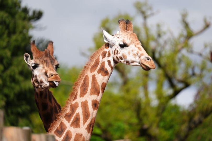 Scotland's animal parks that are a must-see before the Easter holidays end