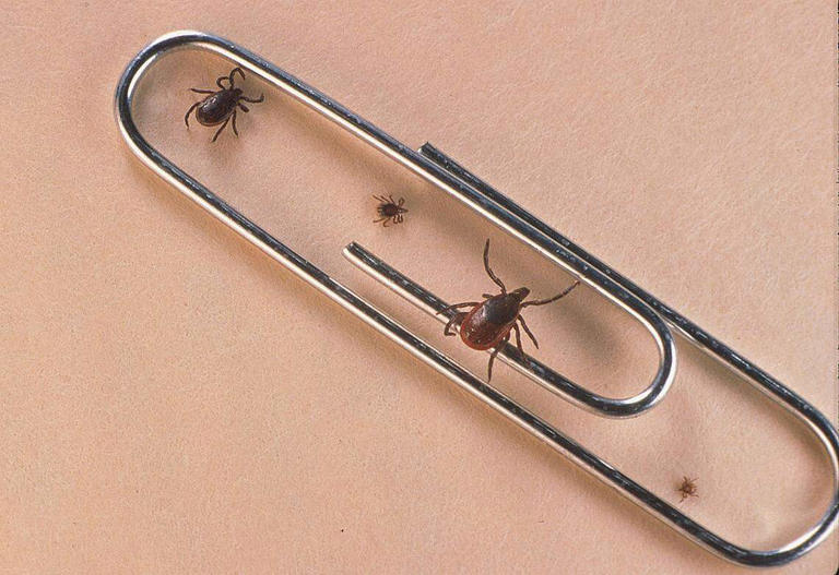 Tick-borne illness has more than doubled in the US - what you need to ...
