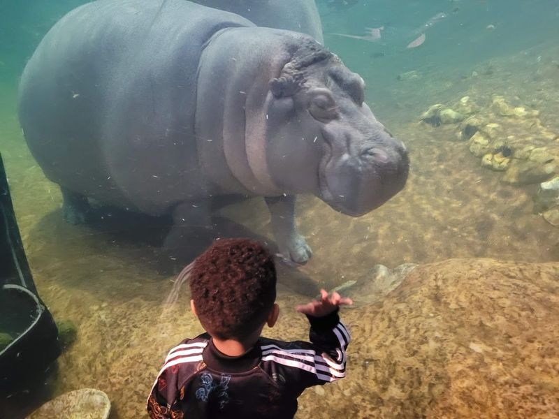 The only aquarium on Earth where you can come face-to-face with giant ...