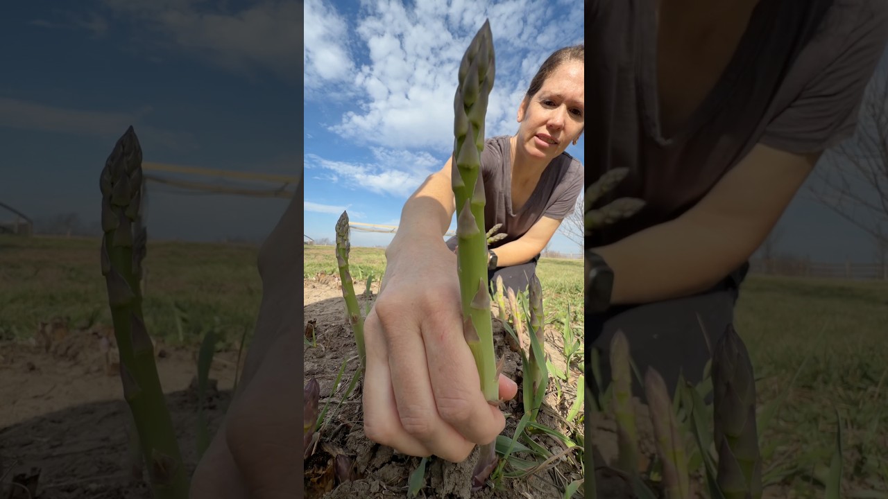 The asparagus has returned!