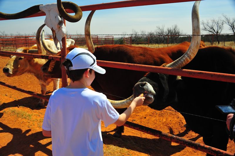A Texas escape where canyon hiking, wildlife encounters with longhorns ...