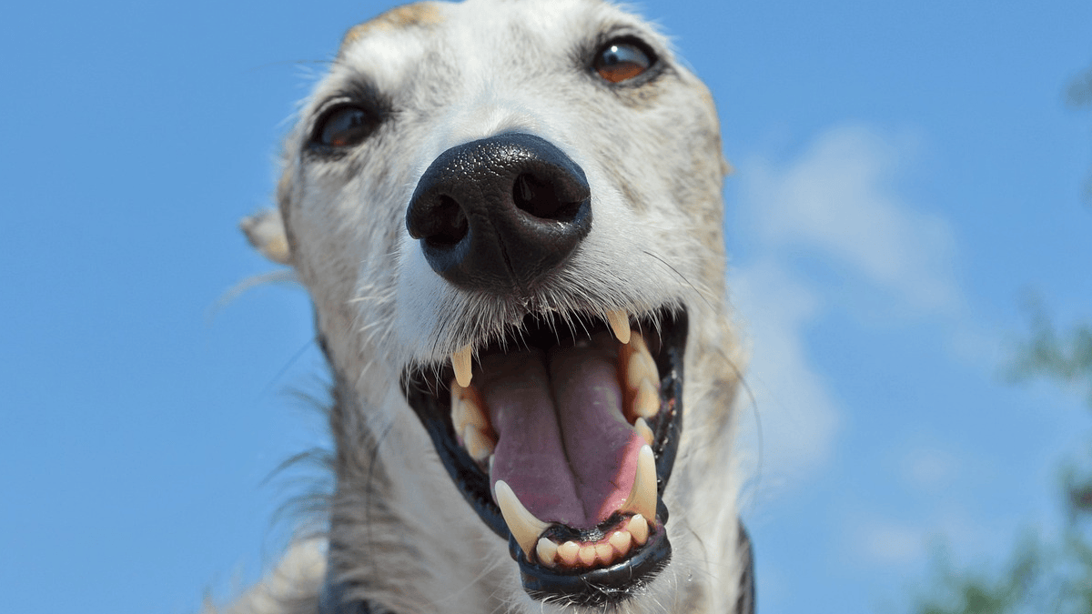 5 simple things you should say to your dog at least once in your life