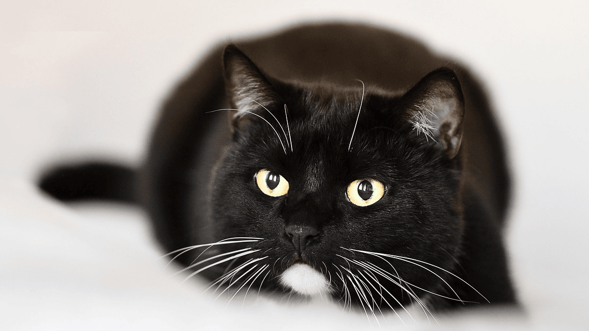 8 habits your cat has that seem annoying, but are real signs of love