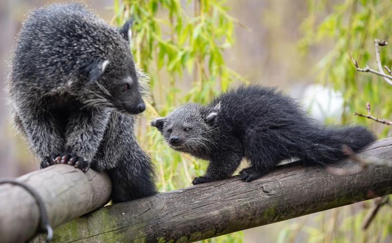 15 amazing pictures of adorable binturong triplets taking their first ...