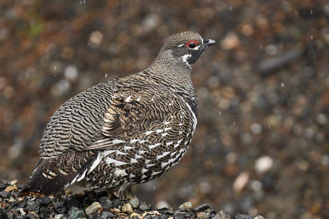 Robot birds have entered national park in conservation effort led by ...