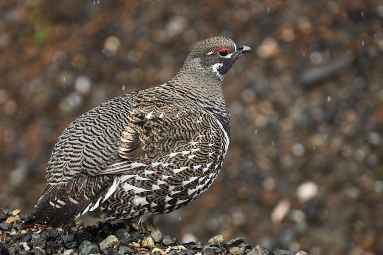 Robot birds have entered national park in conservation effort led by ...