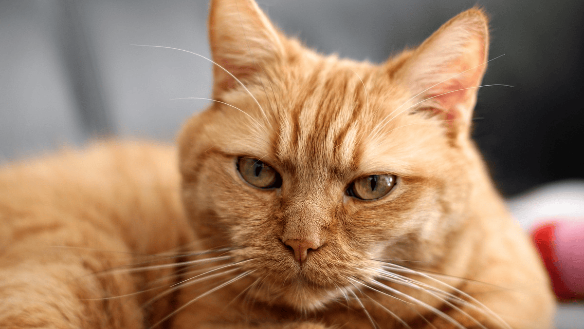 Your cat does love you: these signs prove it (and you're mistaking them)