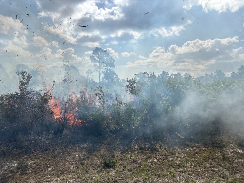 Prescribed burn set in Florida to prevent wildfires