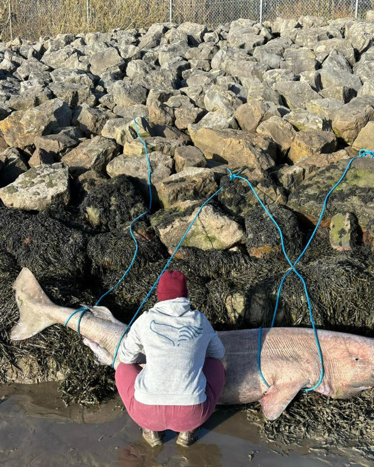 Very rare shark that can live for a whopping 500 years washes up on beach