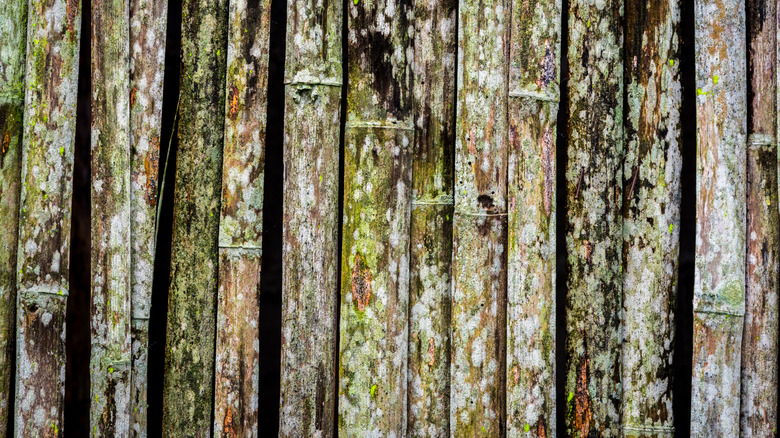 Mistakes you're making that are breaking down your bamboo fence's ...