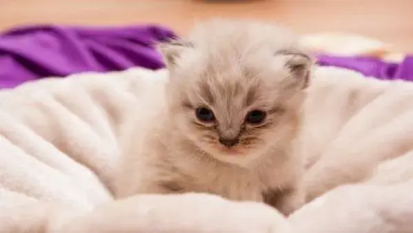 Gatos indoor: los cinco pilares del bienestar para evitar enfermedades ...