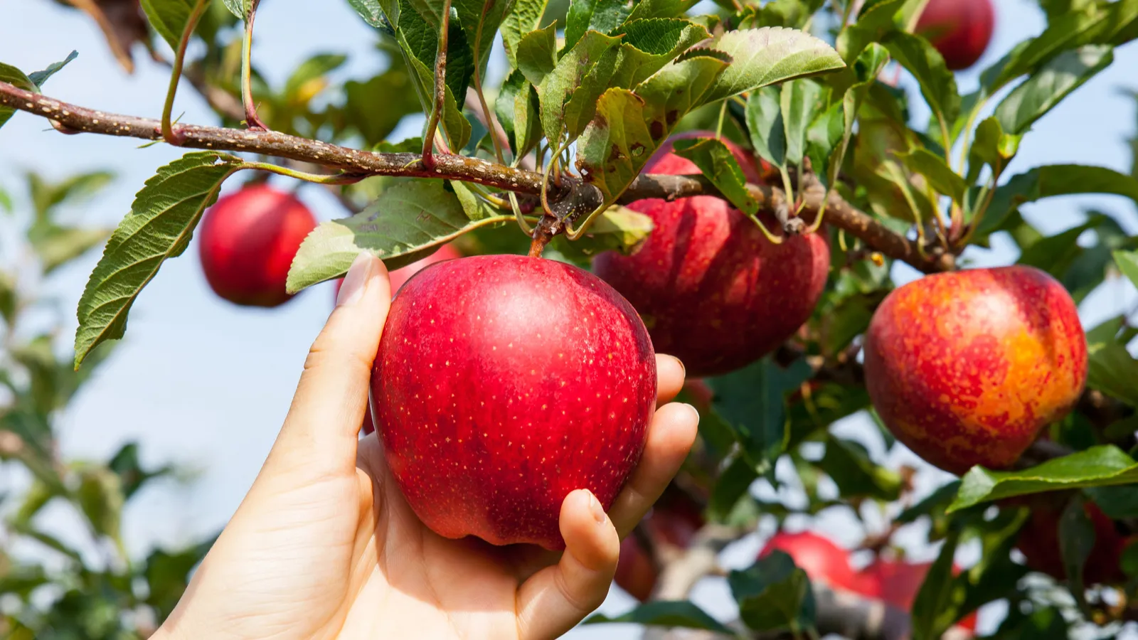 Hybrid fruits you can grow easily in your garden