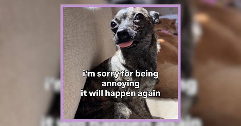 26 smiling pets curious to explore the world