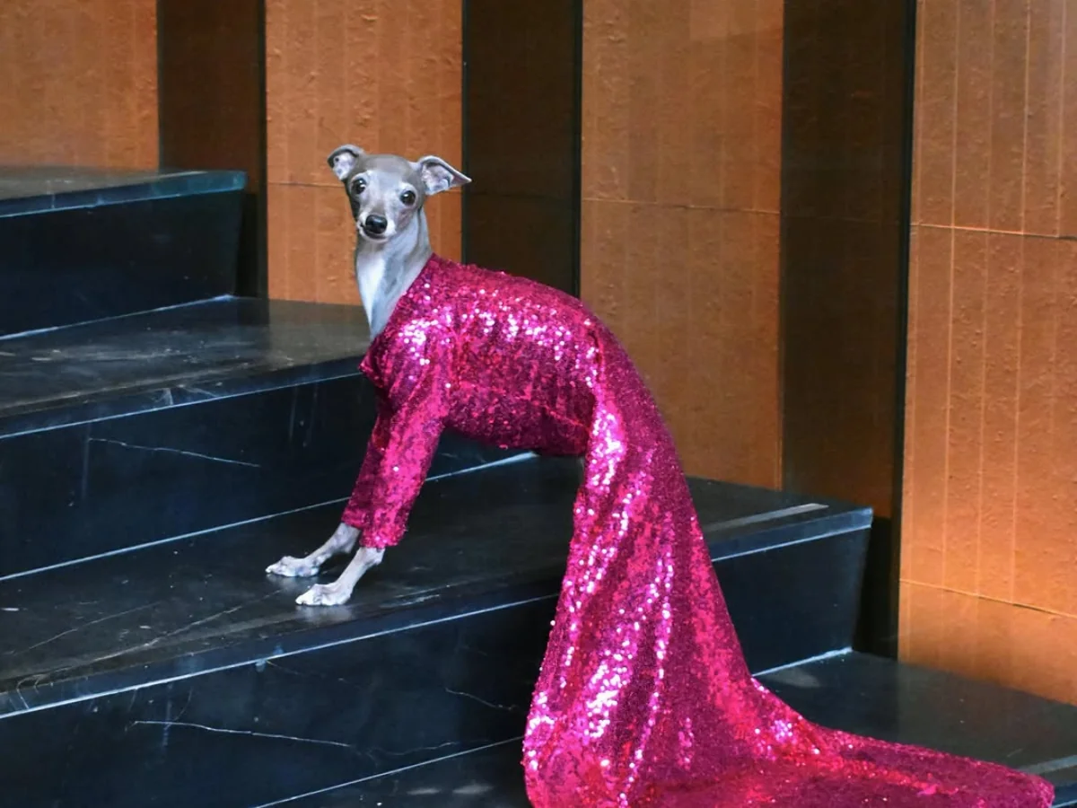 Cachorrinha viraliza nas redes sociais ao usar looks inspirados em ...