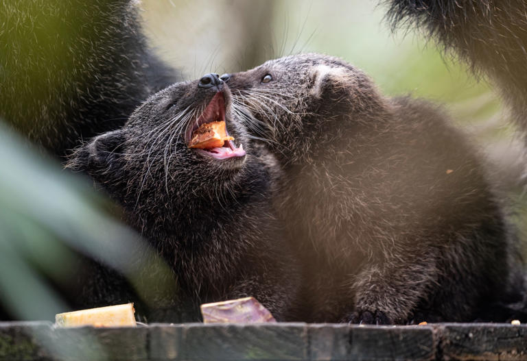 15 amazing pictures of adorable binturong triplets taking their first ...