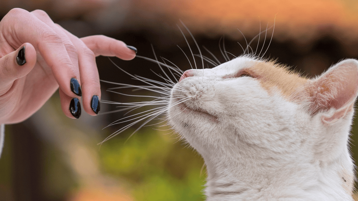 9 things your cat will always fondly remember about you (even if it ...