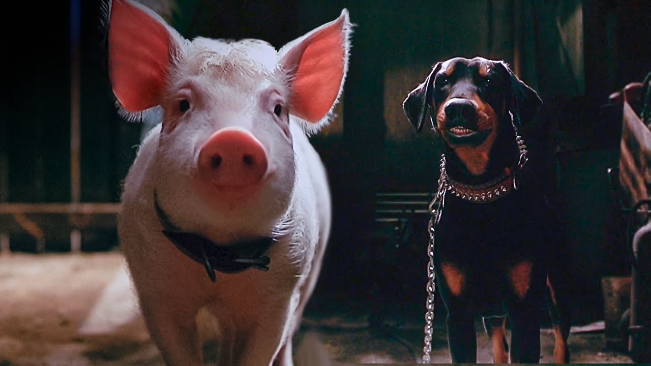The stray dog chase (full scene) | Babe: Pig in the City