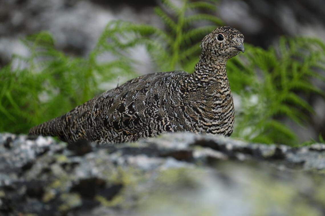 Meet the 'Frankenbird': High schoolers built robot grouse to save a ...
