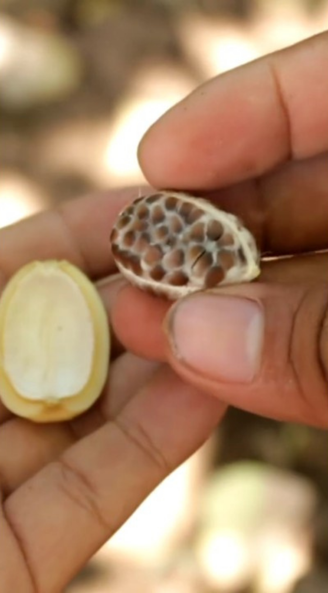 What makes banay fruit so rare