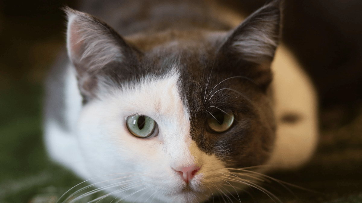 This is how your cat feels when you're sad (and tries to take care of ...