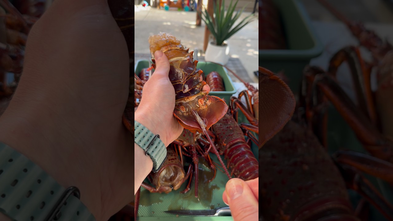 Shucking a lobster