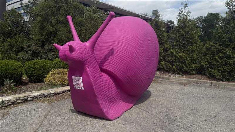 The giant pink snails are on the move! See where they are now