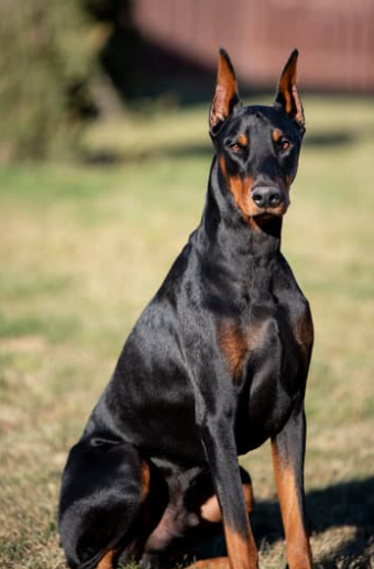 21 delightful and distinguished Dobermans for your daily dose of devotion