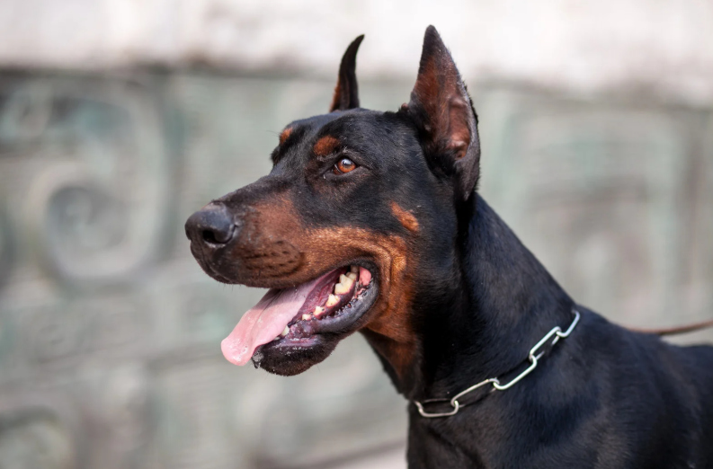 21 delightful and distinguished Dobermans for your daily dose of devotion