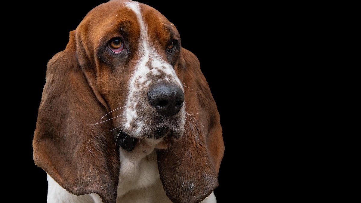 If you're a peaceful person, these 15 dog breeds are your best match