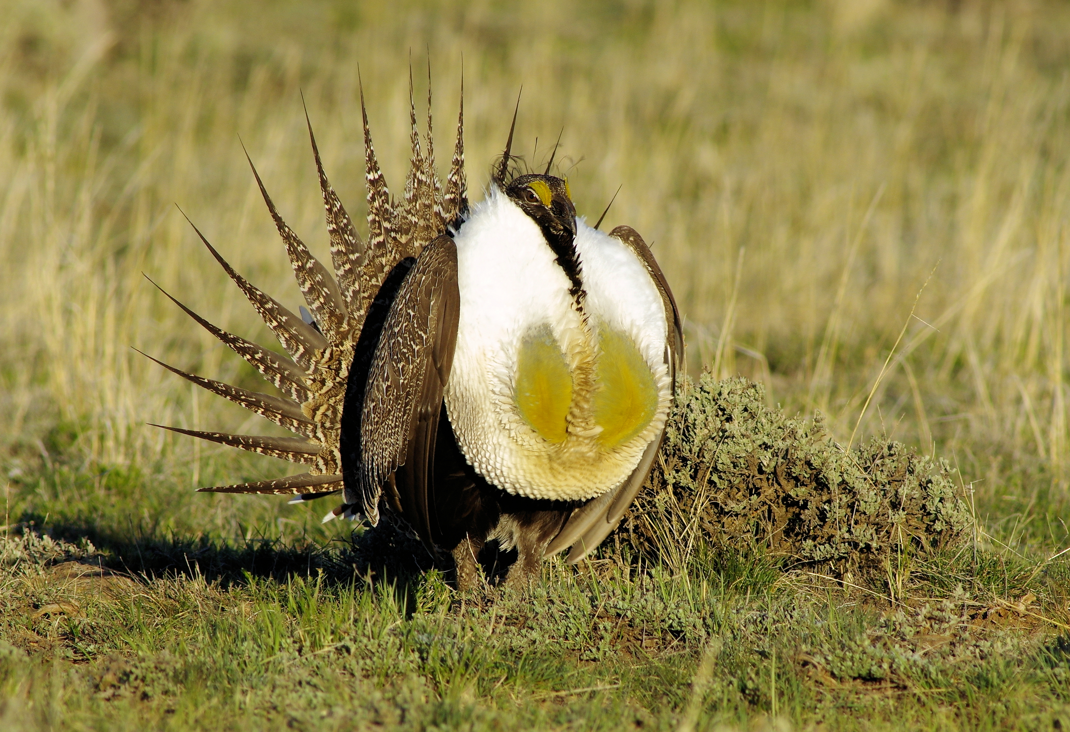 One of the American West's most iconic birds is attempting to mate near ...