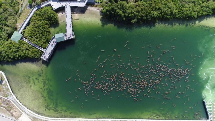 TECO's manatee viewing center closing for the season this week