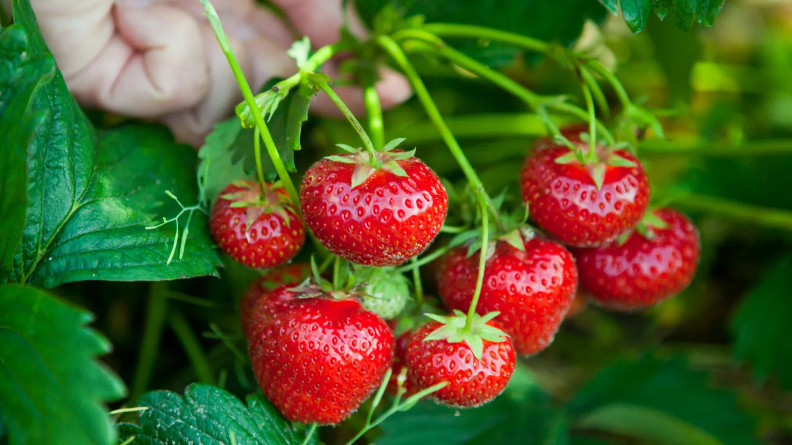 These summer fruits prove small-space gardening can deliver big results