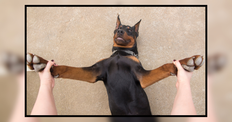 21 delightful and distinguished Dobermans for your daily dose of devotion