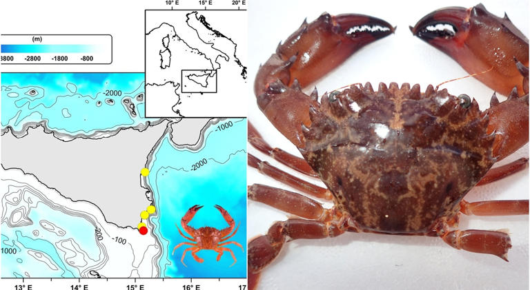 Granchio nuotatore, la nuova minaccia per il Mediterraneo arriva dall ...