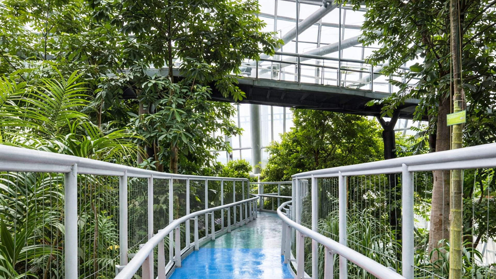 A smooth pathway in China cuts through a thick indoor forest