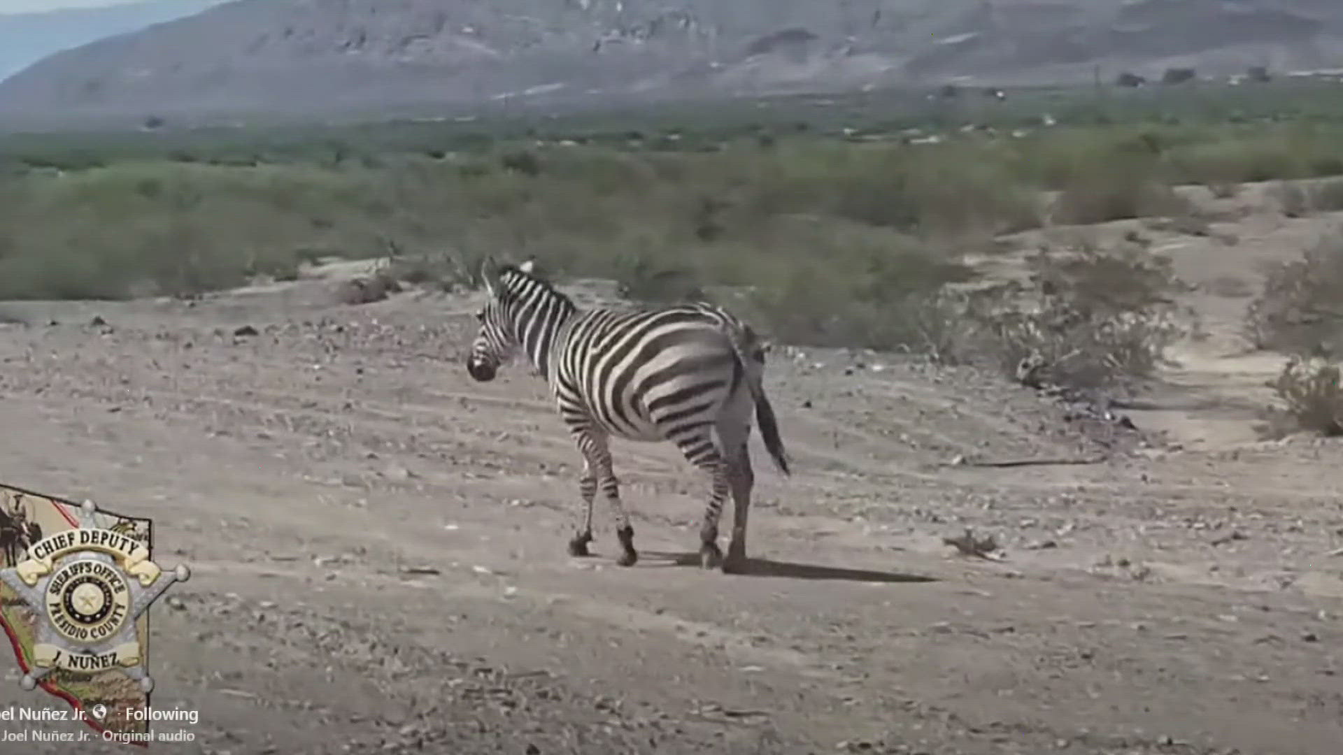 Zebra spotting by authorities in Presidio County