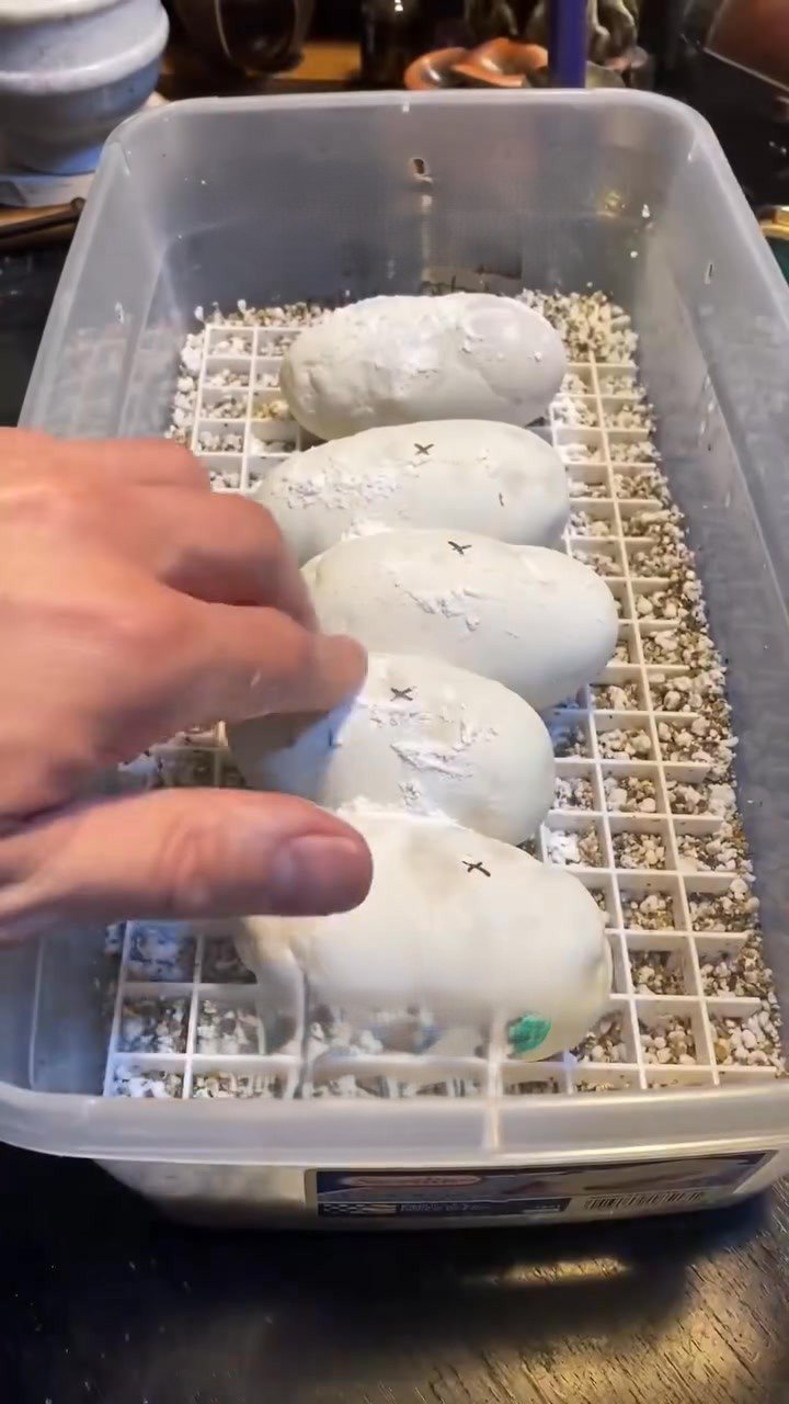 Hatching pied ball pythons